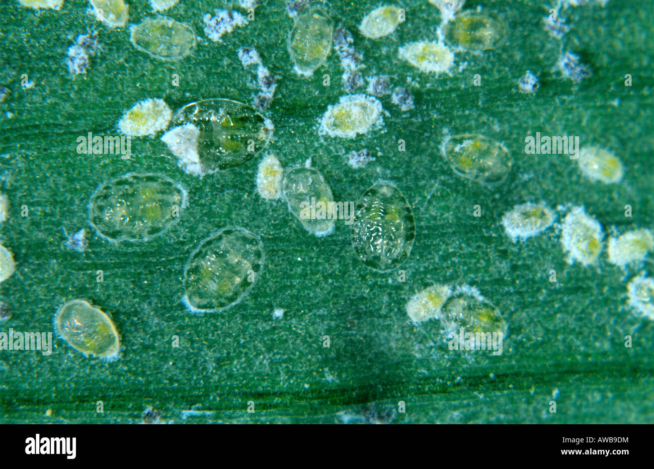Cabbage whitefly Aleyrodes proletella scales on Alstroemeria Stock ...