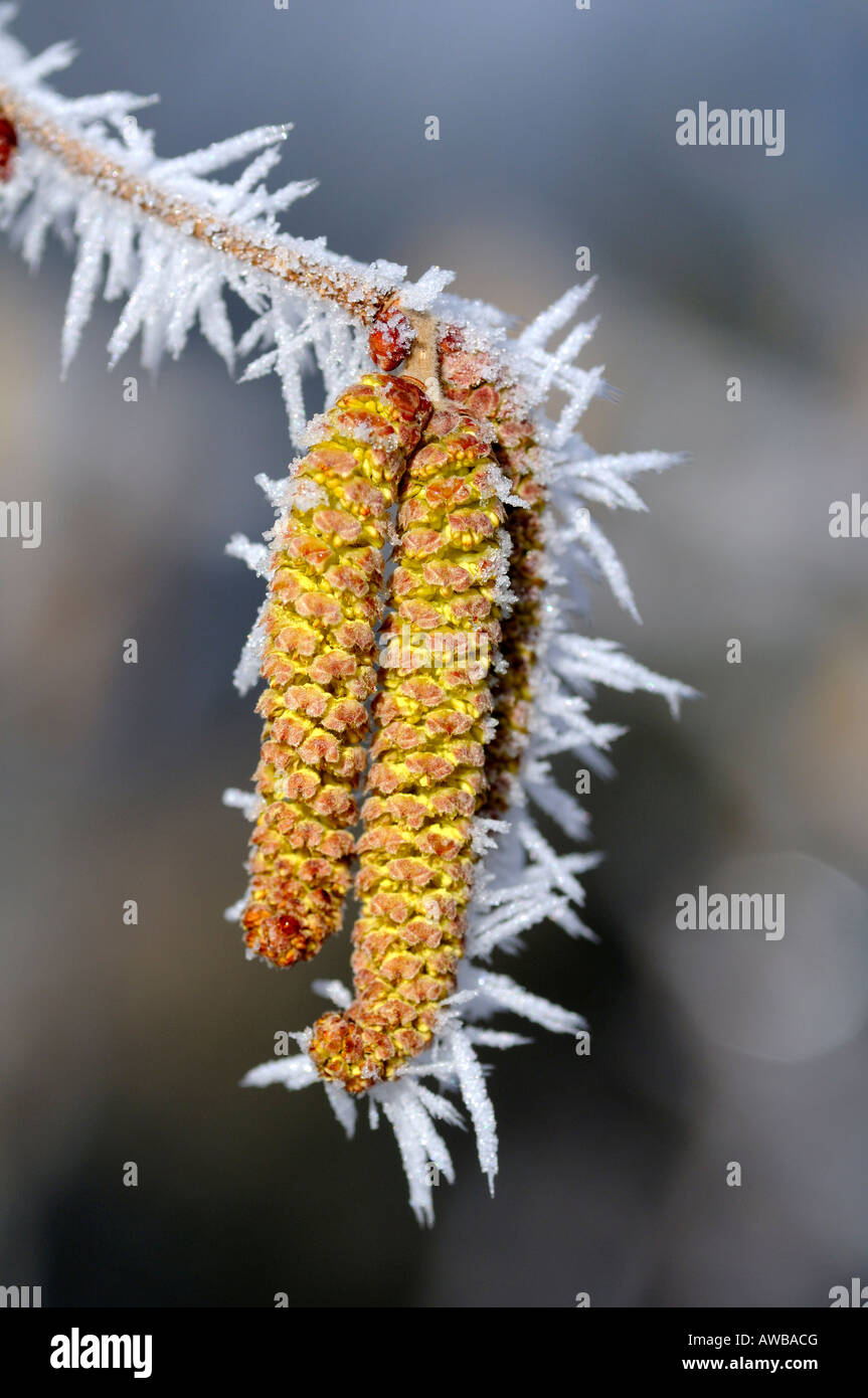 Flowering Common Hazel covered with ice crystals Stock Photo - Alamy