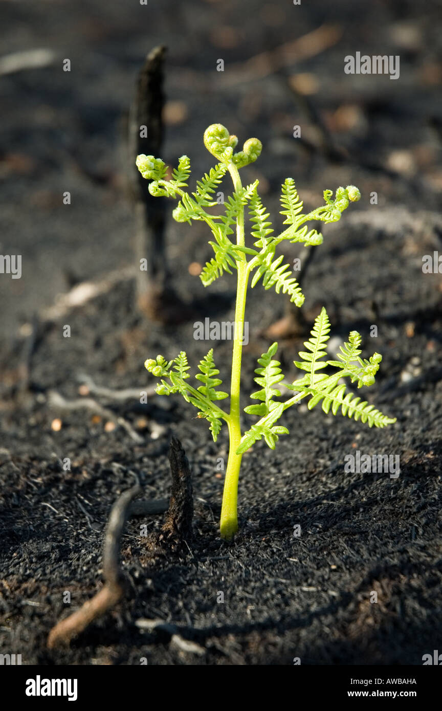 Bracken new growth after fire hi-res stock photography and images - Alamy
