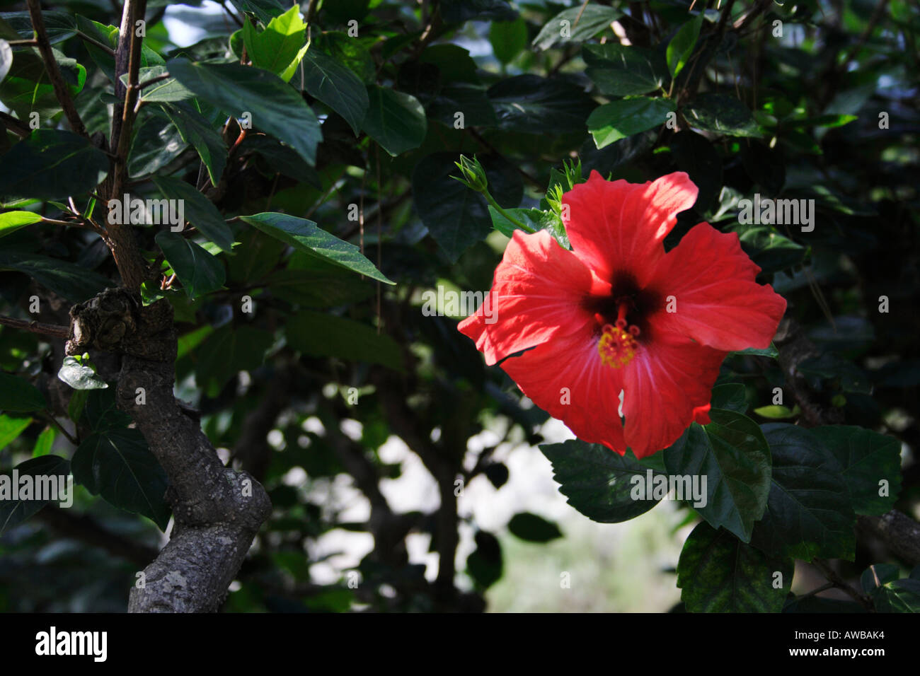 Red capri hi-res stock photography and images - Alamy