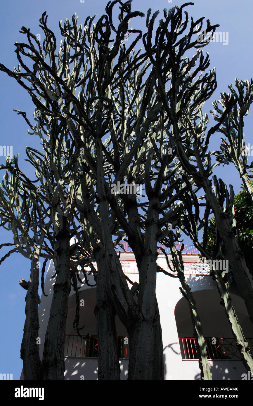 Creepy cactus hi-res stock photography and images - Alamy
