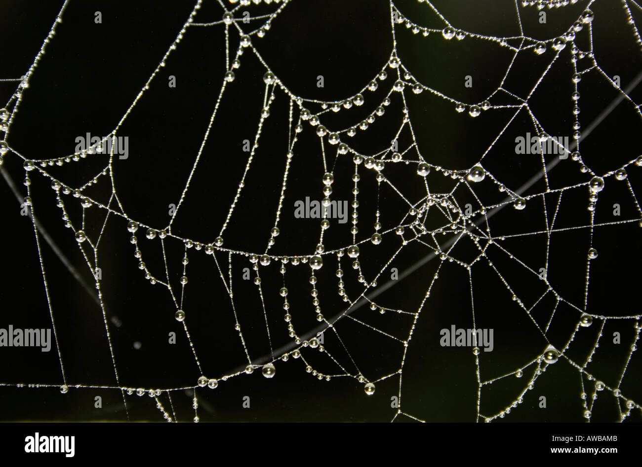 Water droplets on a spiders web Stock Photo - Alamy