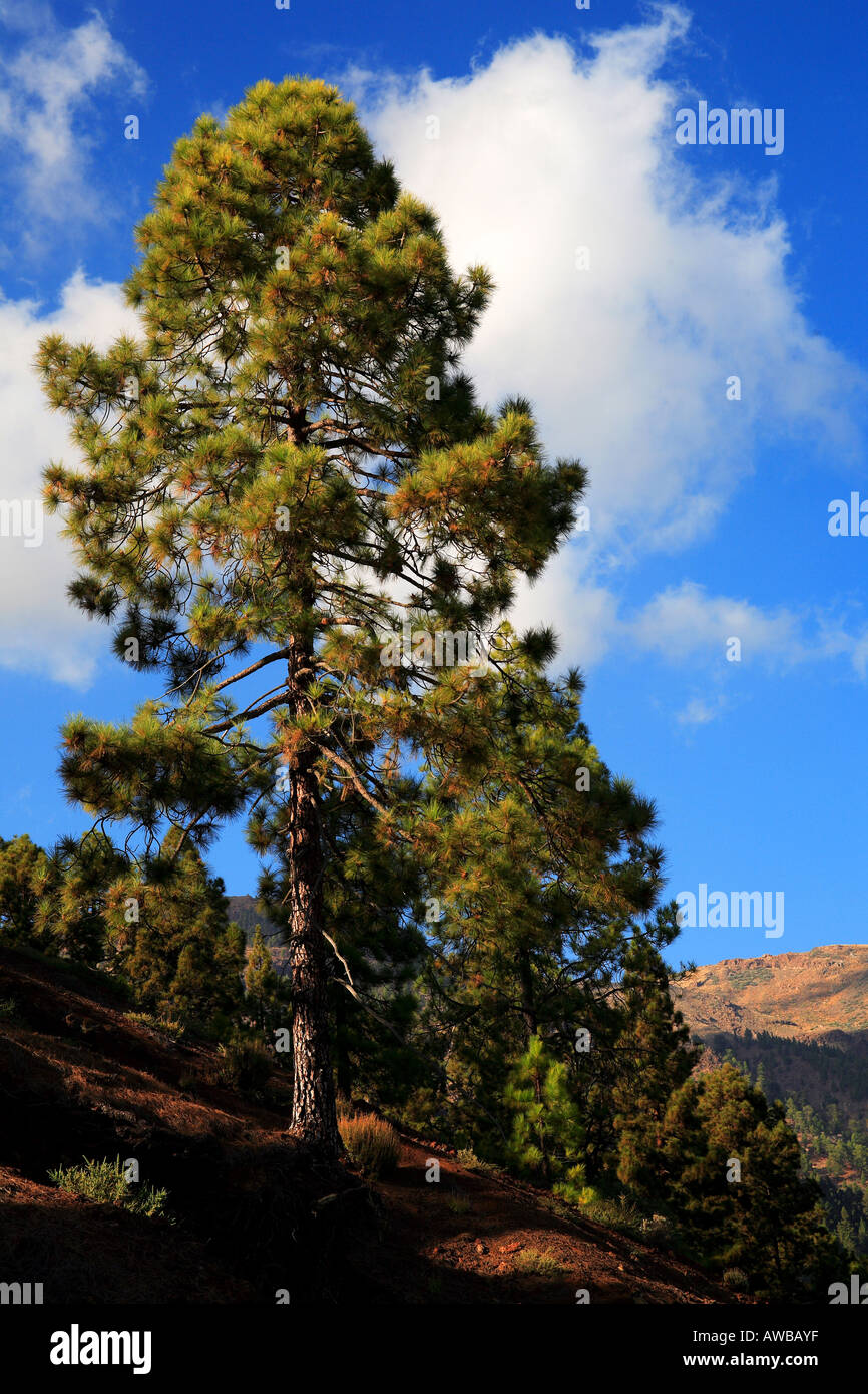 Canarian Island pine tree Pinus canariensis in Montana de Las Coloradas ...