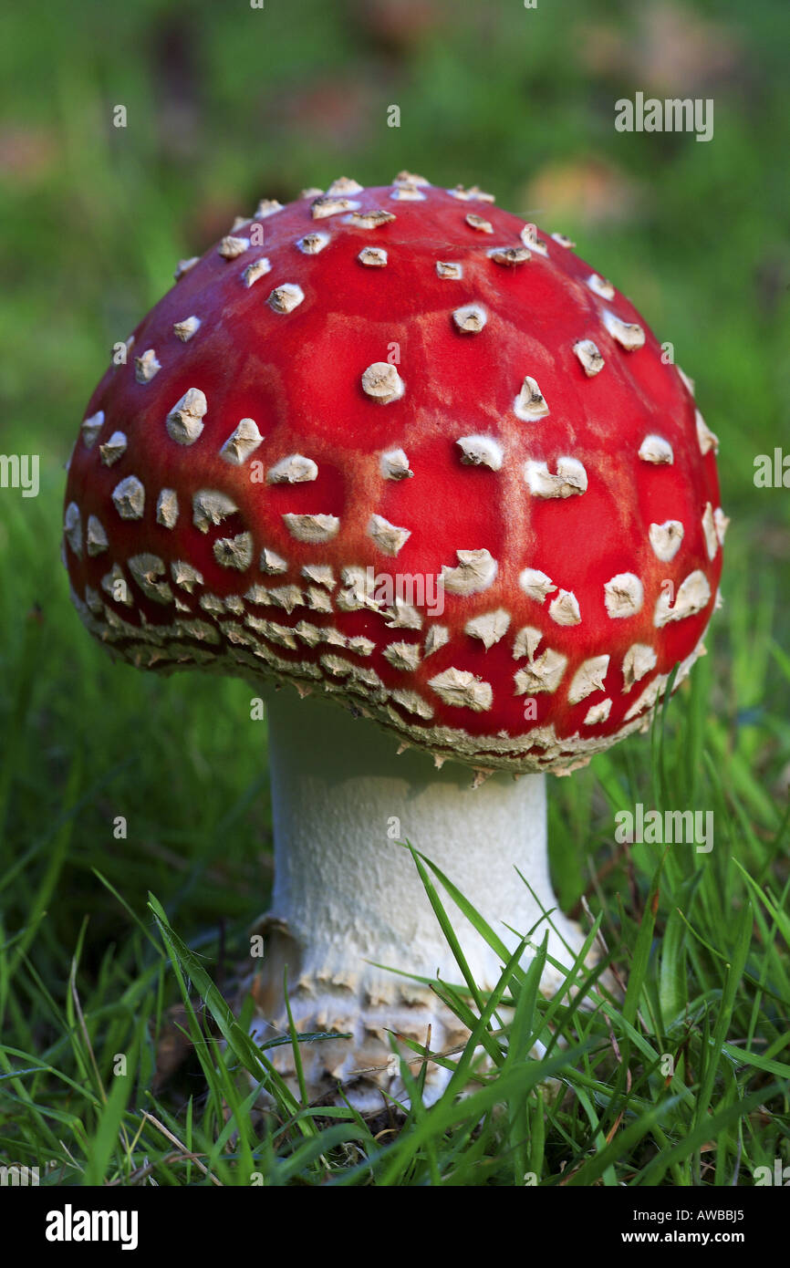 Fly agaric mushroom Stock Photo - Alamy