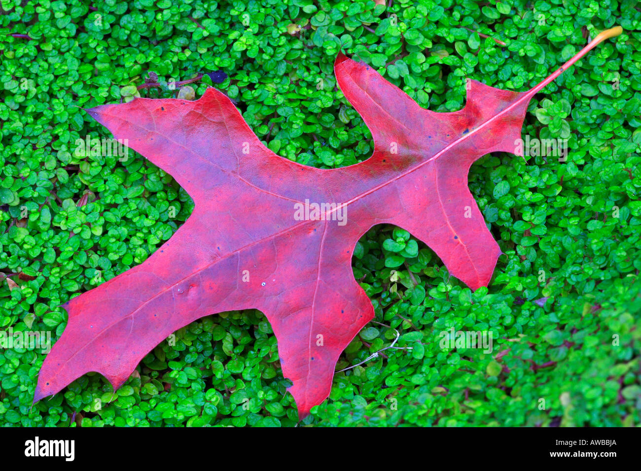Pink oak Quercus palustris leaf Stock Photo - Alamy