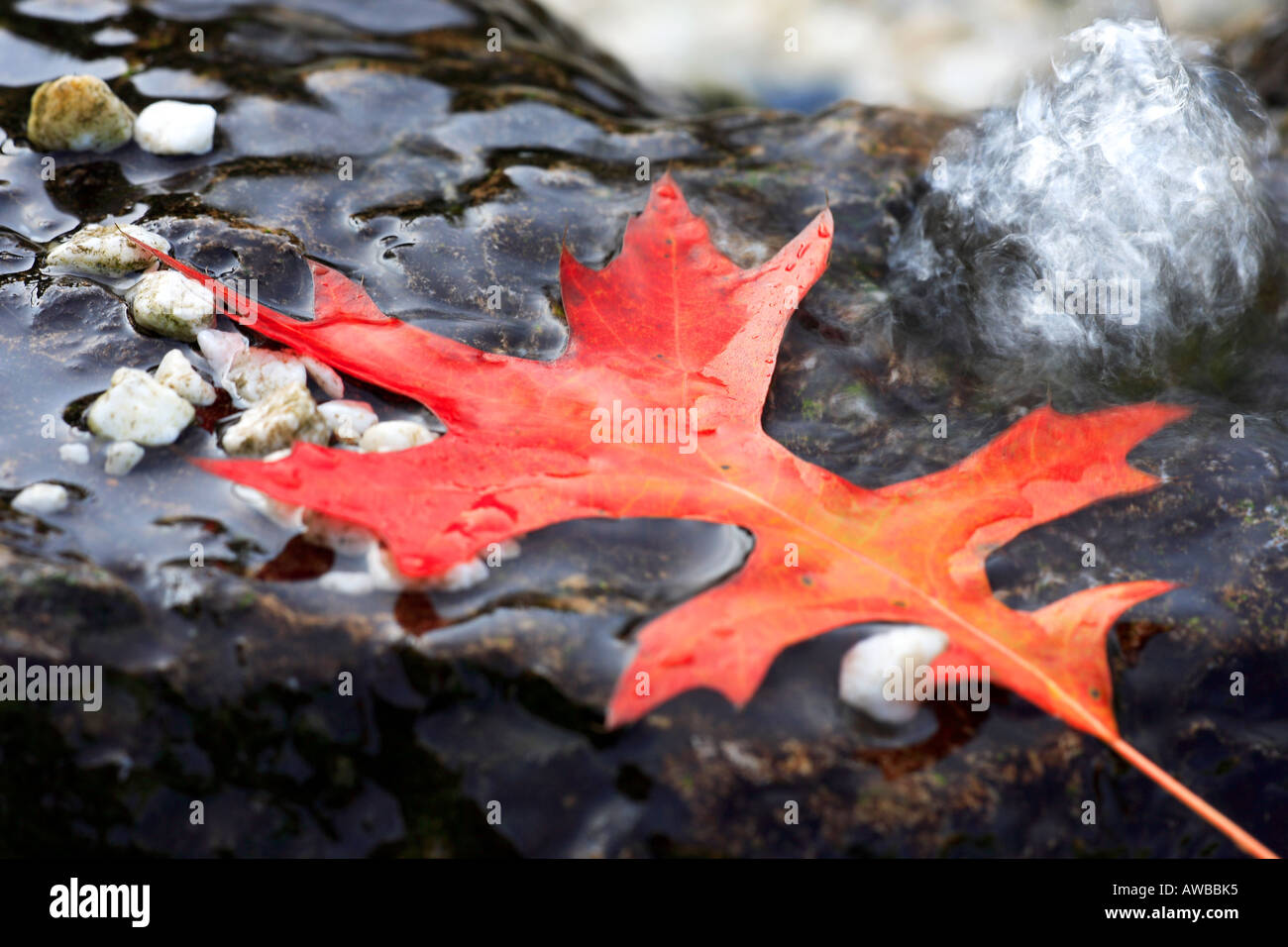 Pink oak Quercus palustris leaf on the water feature Stock Photo - Alamy