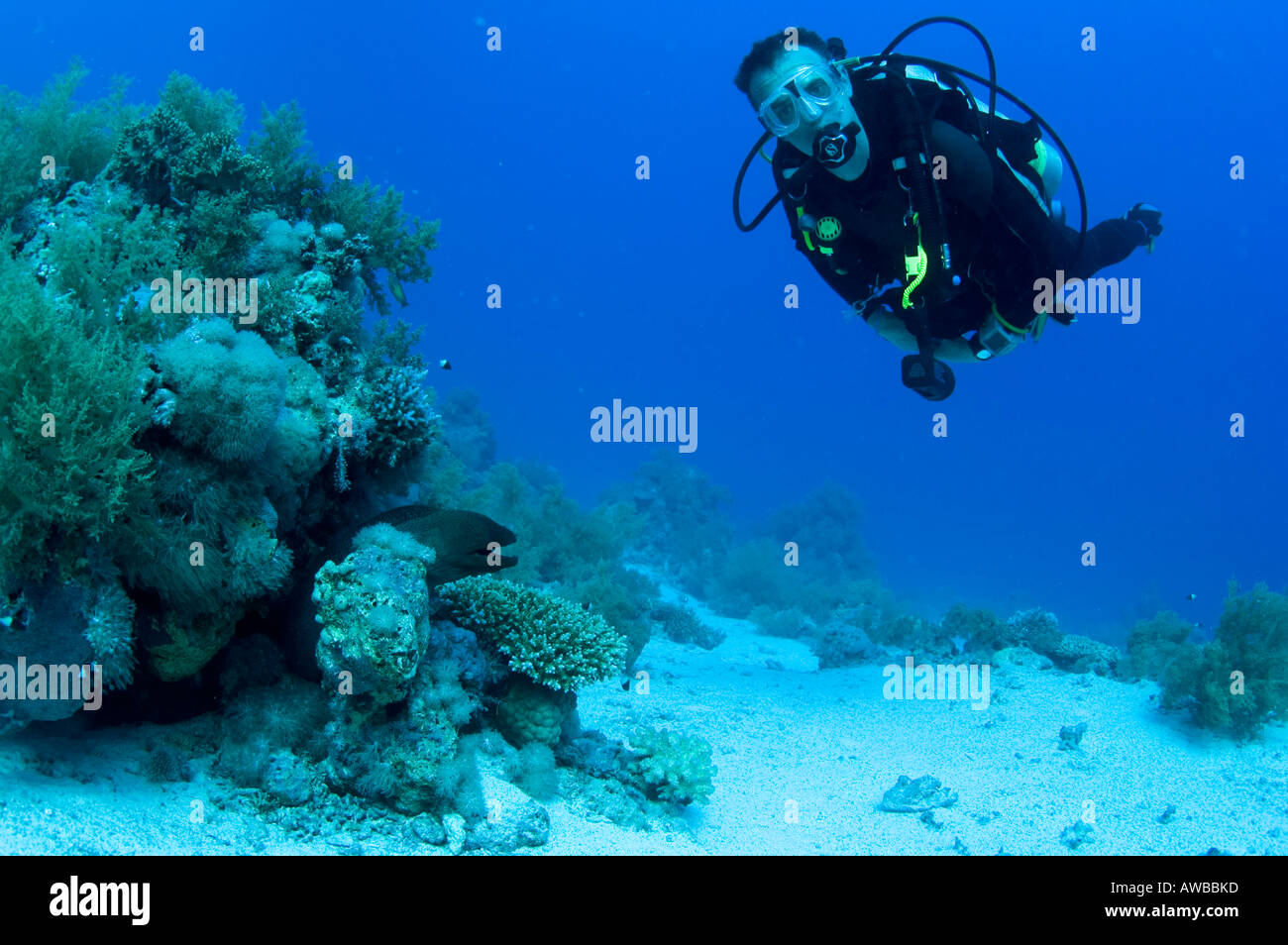 Pete Ball. Diver hovering over moray eel with his head sticking out of ...