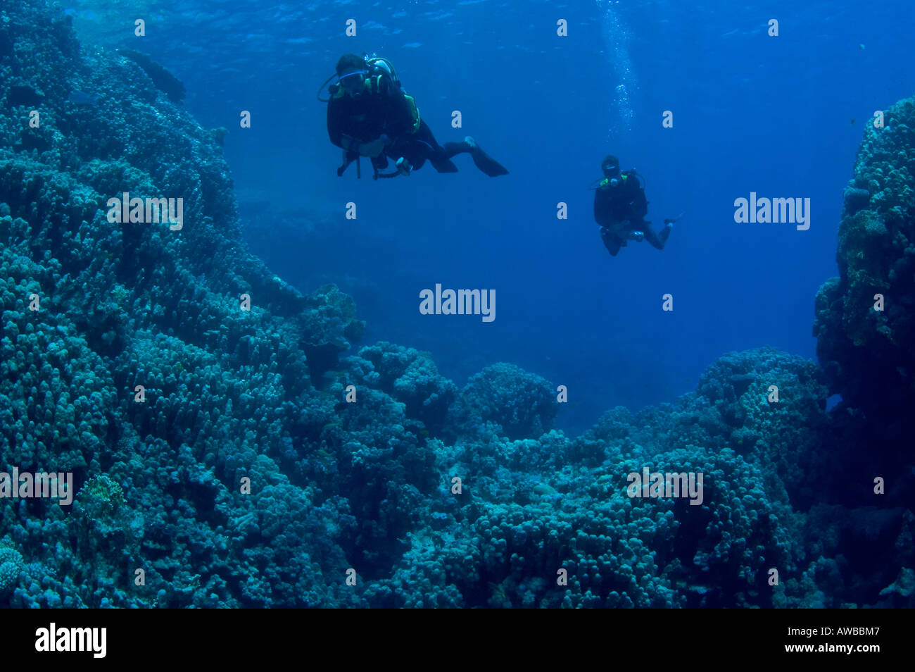 Scuba divers in the Red Sea swimming over large coral reef Stock Photo ...