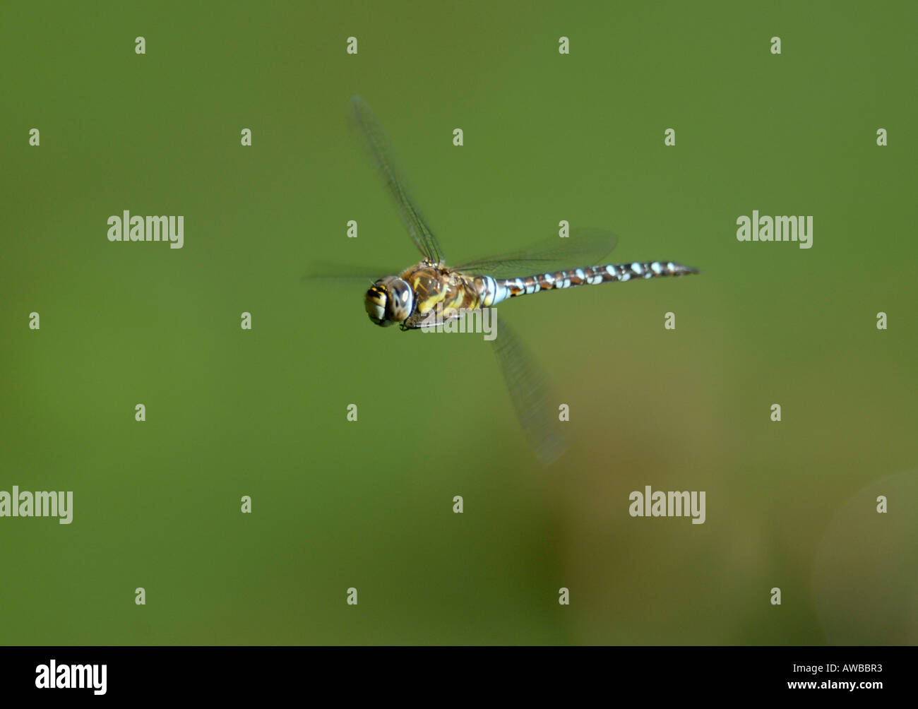 Migrant hawker aeshna mixta aeshnidae hi-res stock photography and ...