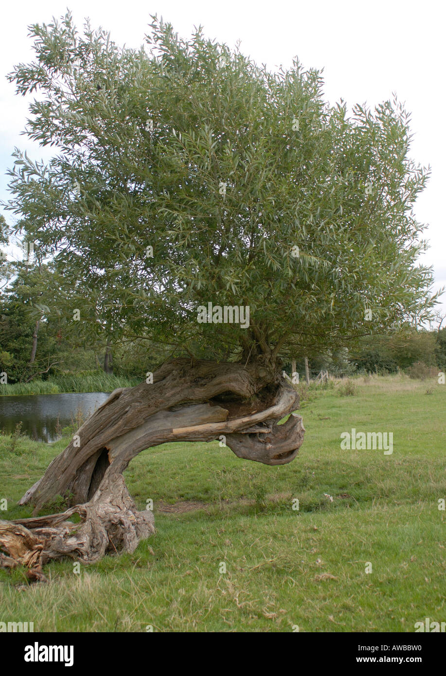 An ancient pollarded willow Salix species on the banks of the River ...