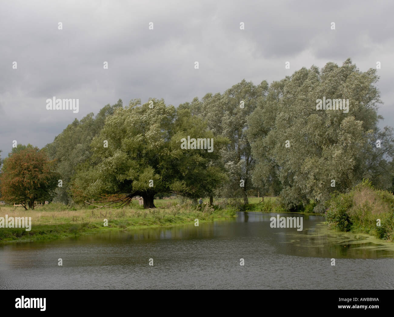 Silver leaved willow trees Salix species on the banks of the River ...