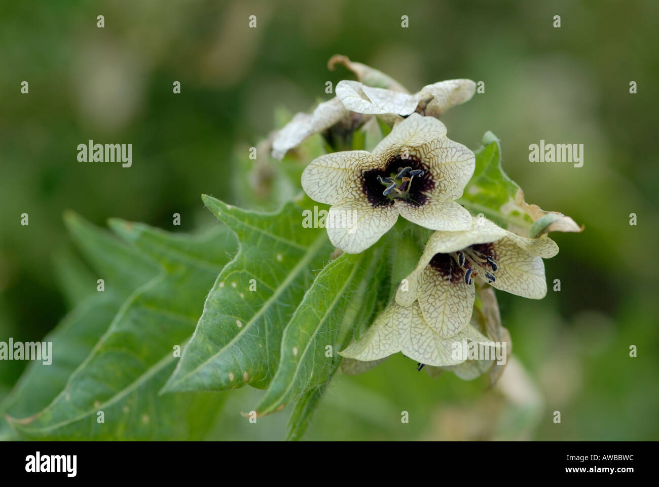 Purple and pale yellow flower of Henbane Hyoscyamus niger Dedham ...