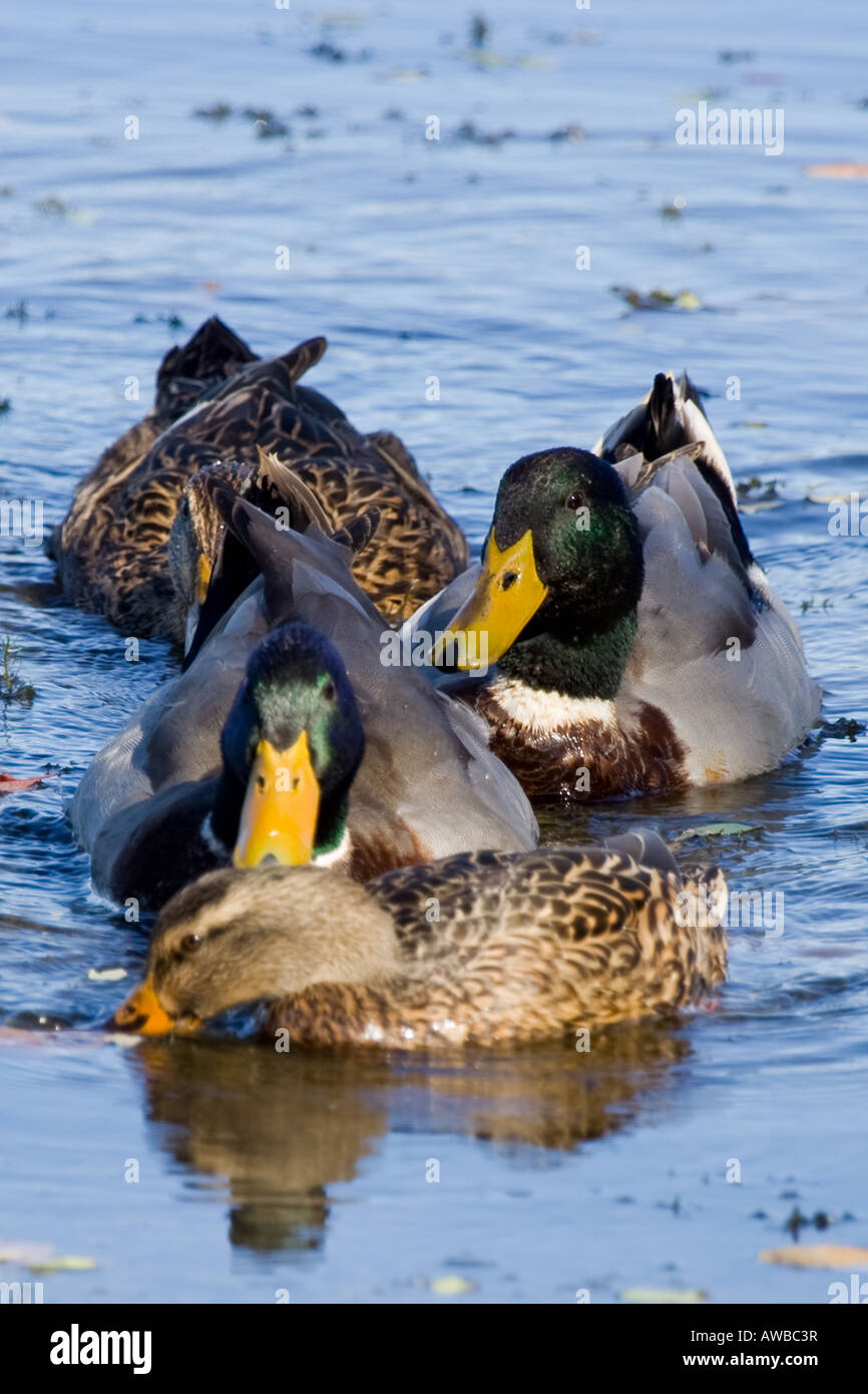 Ducks in a Row Stock Photo - Alamy