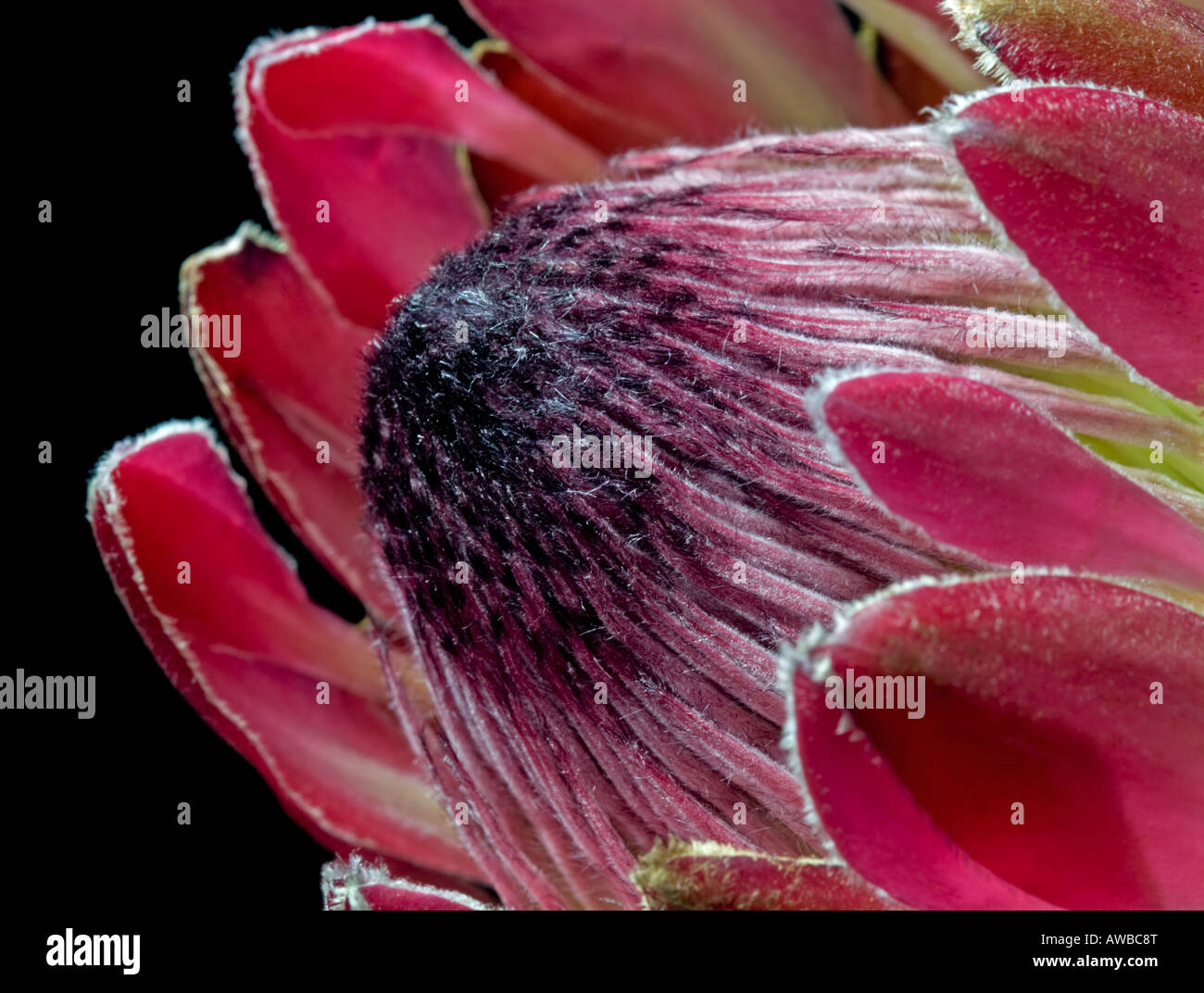 Proteus flower hi-res stock photography and images - Alamy