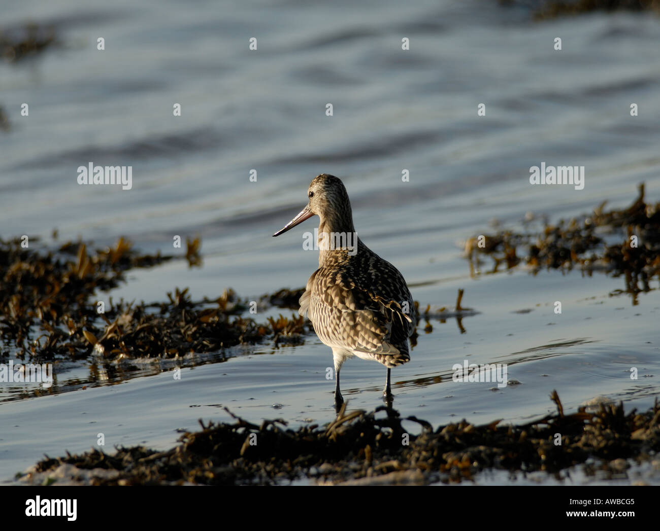 Bar tailed Godwit Limosa lapponica in winter plumage Stock Photo - Alamy