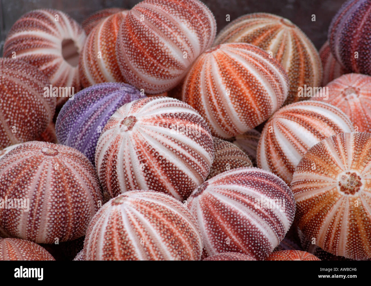 Multi coloured shells of sea urchins for sale to holiday makers Fowey ...