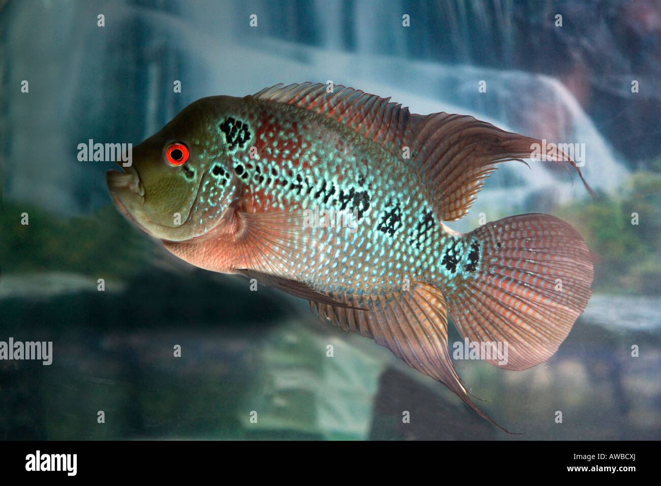 A close up of a GOOD LUCK FISH in the city of HOI AN VIETNAM Stock ...