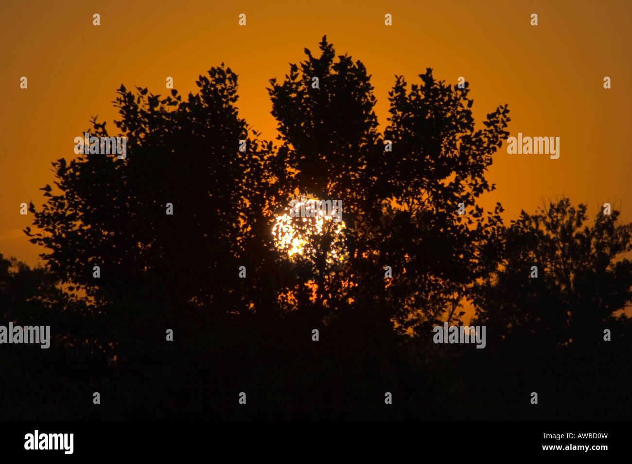 Sunset Through Trees Stock Photo - Alamy