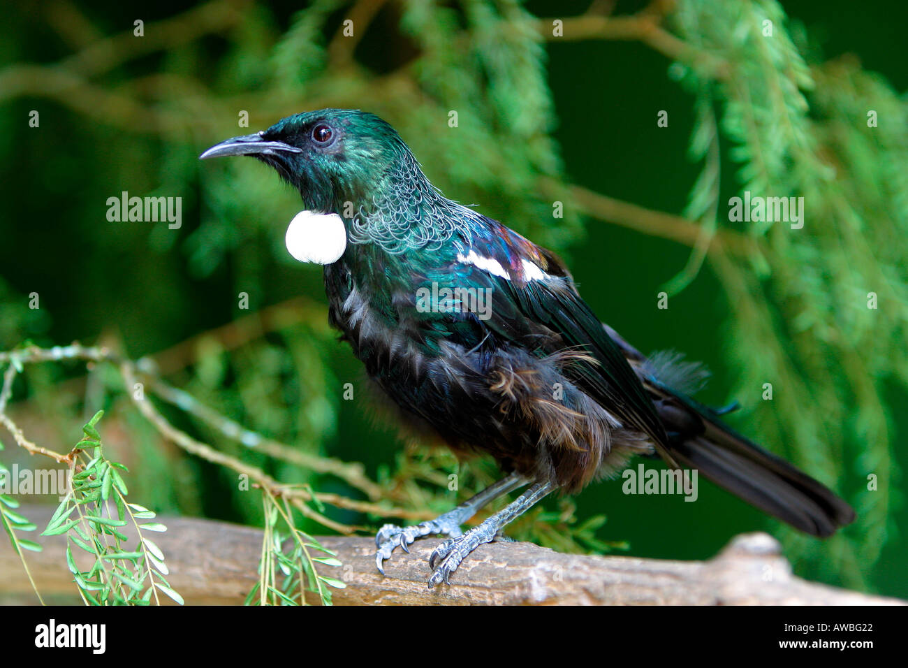New Zealand Native Birds