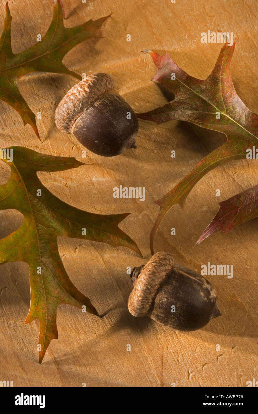Still life of oak leaves and acorns Stock Photo - Alamy