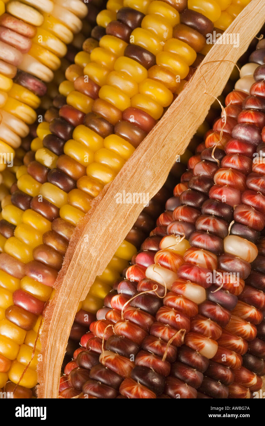 Indian corn three hi-res stock photography and images - Alamy