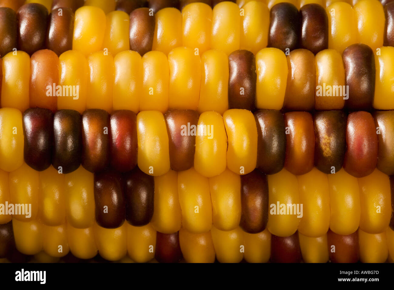 Extreme closeup indian corn hi-res stock photography and images - Alamy