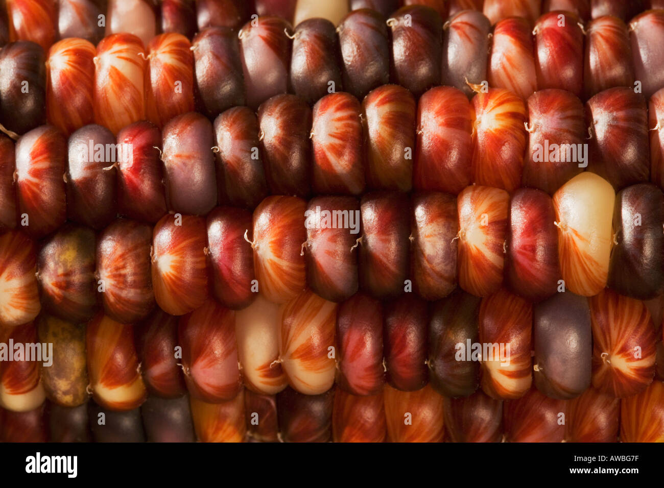 Ears of indian corn hi-res stock photography and images - Alamy
