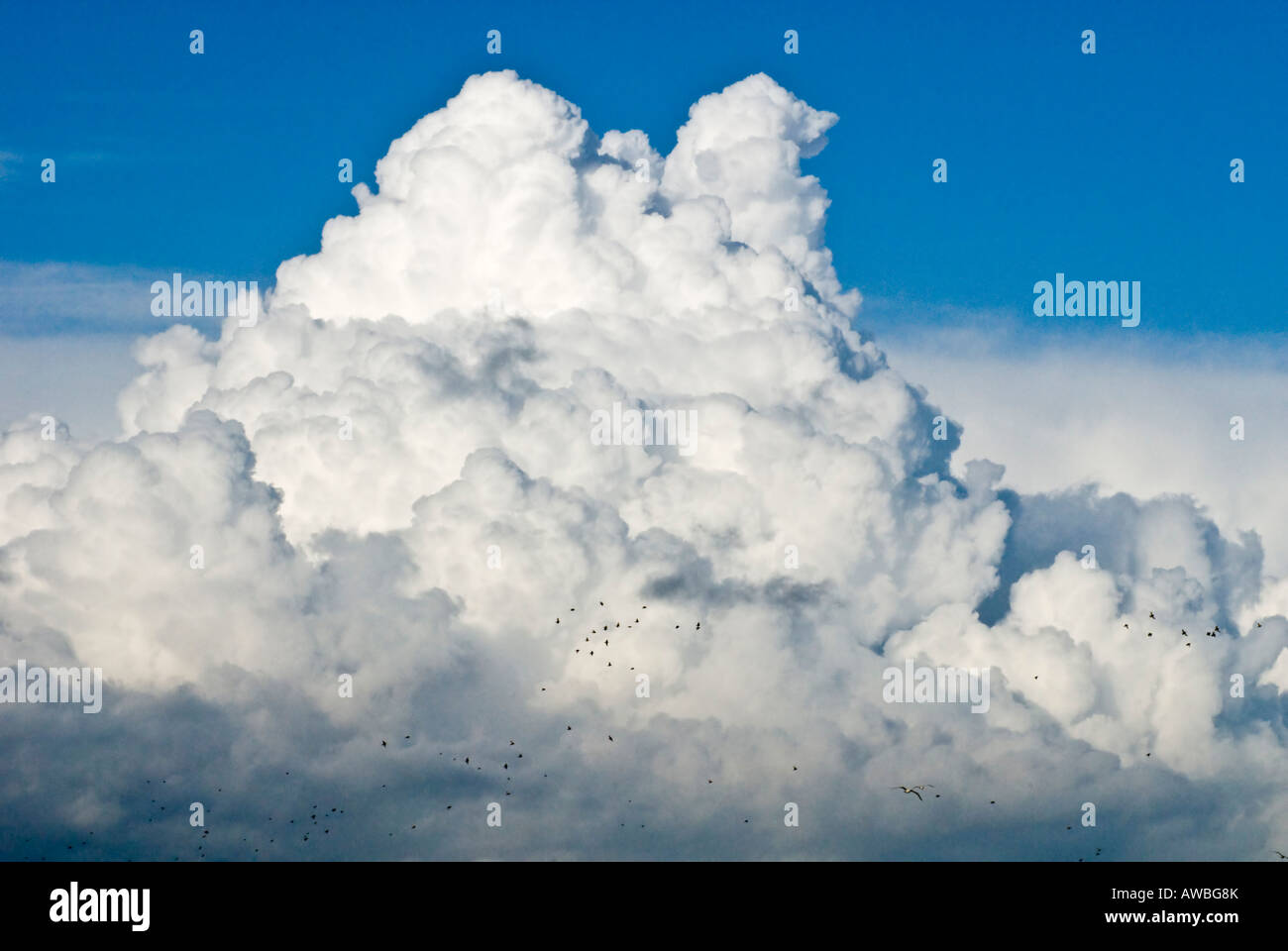 Storm Clouds flocks birds Flying Stock Photo - Alamy