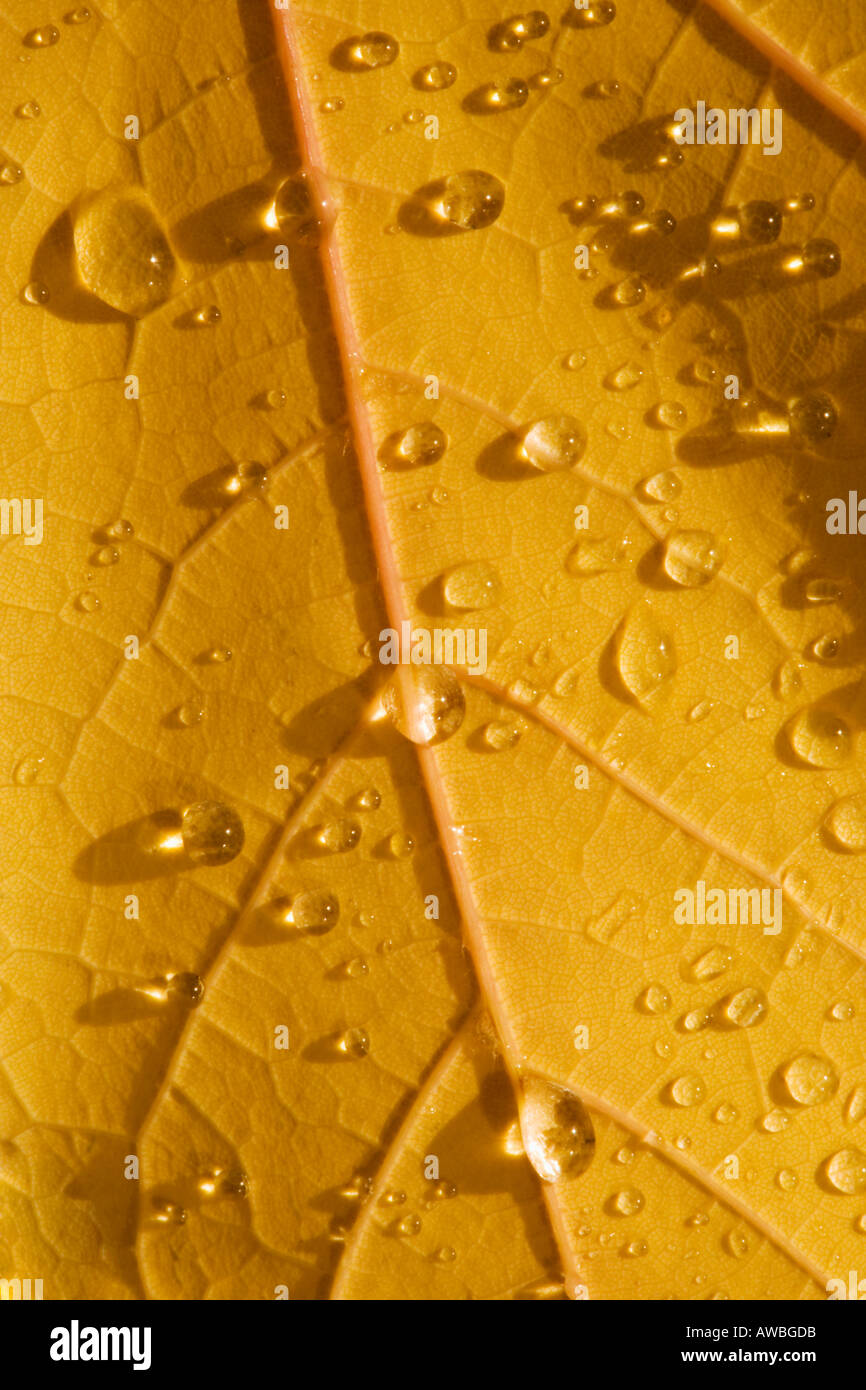 Closeup of fall leaf Stock Photo - Alamy