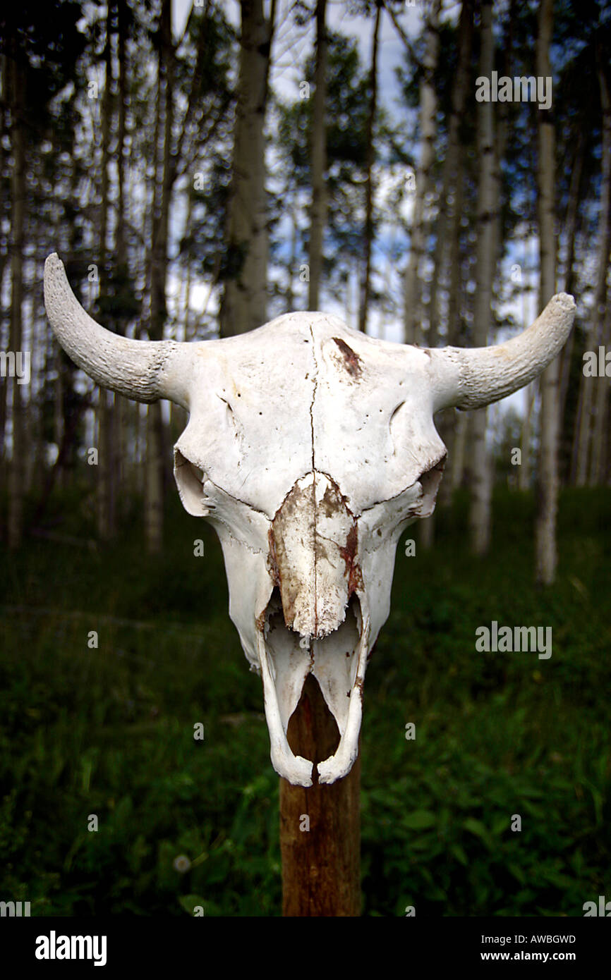 Bison Skeleton Stock Photos & Bison Skeleton Stock Images - Alamy
