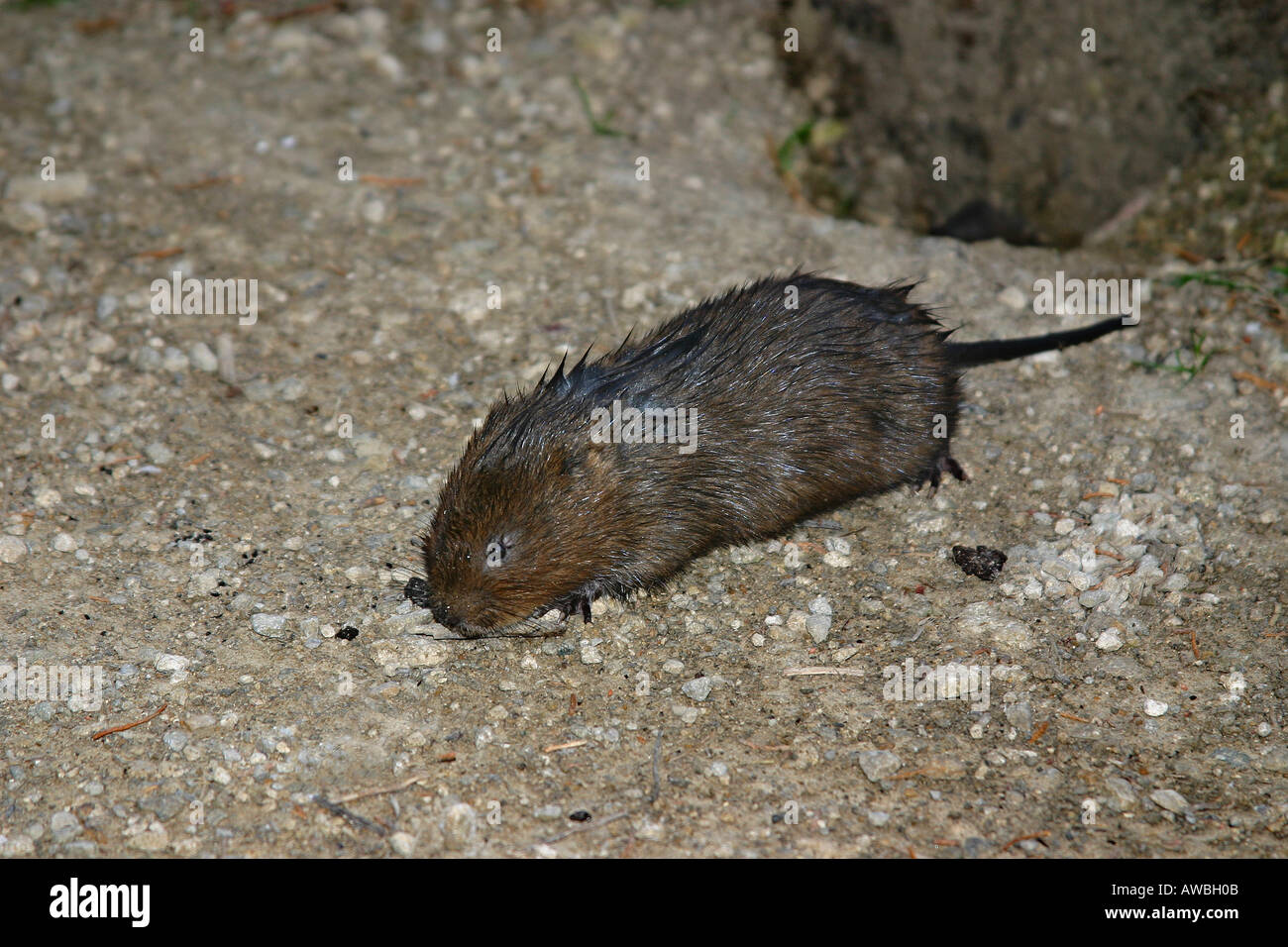 Water Vole (Cricetidae) Arvicola terrestris. Rat sized but tail, ears ...