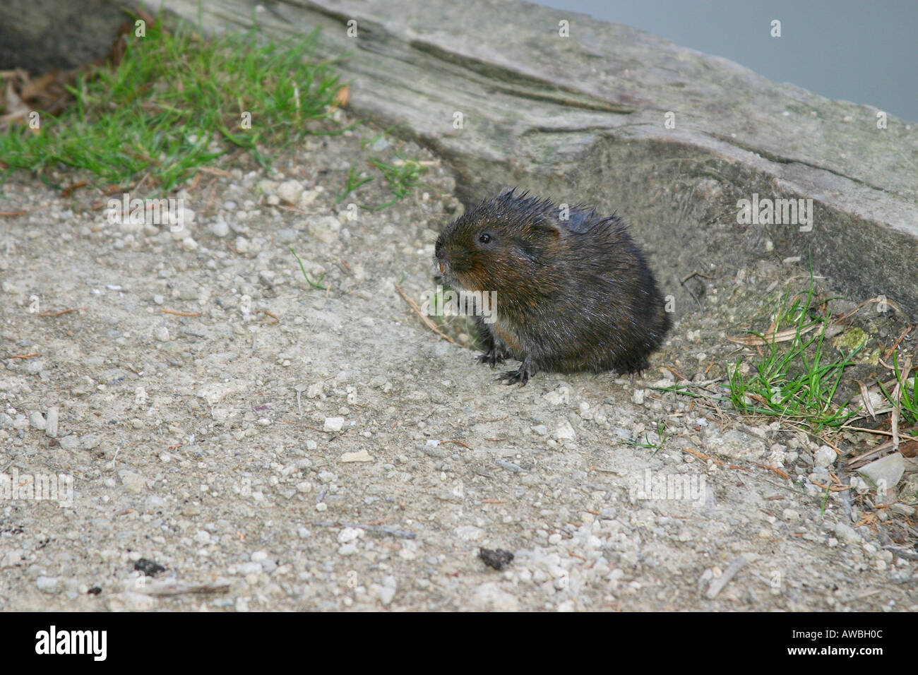 Water Vole (Cricetidae) Arvicola terrestris. Rat sized but tail, ears ...