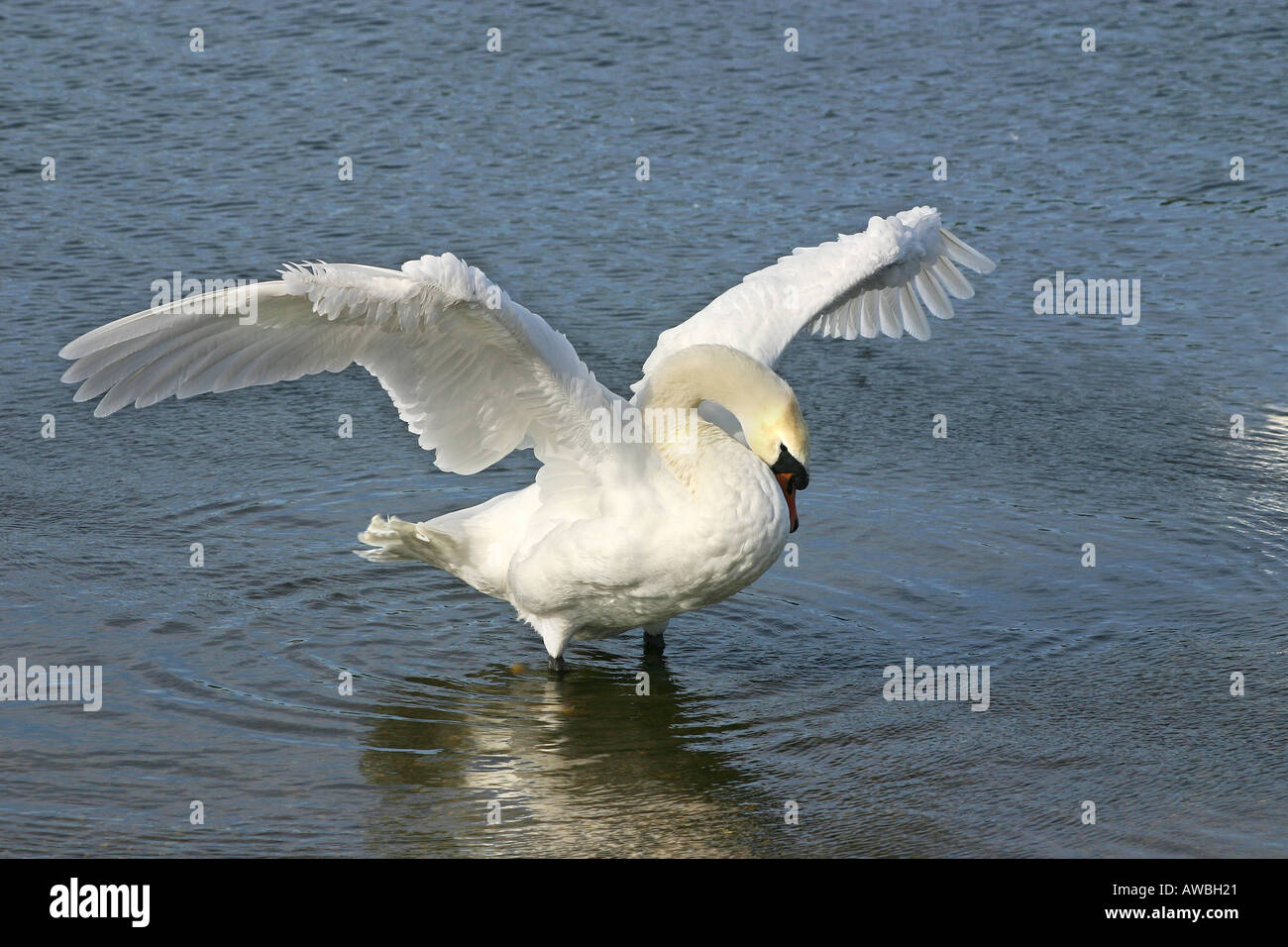Flex wing hi-res stock photography and images - Alamy