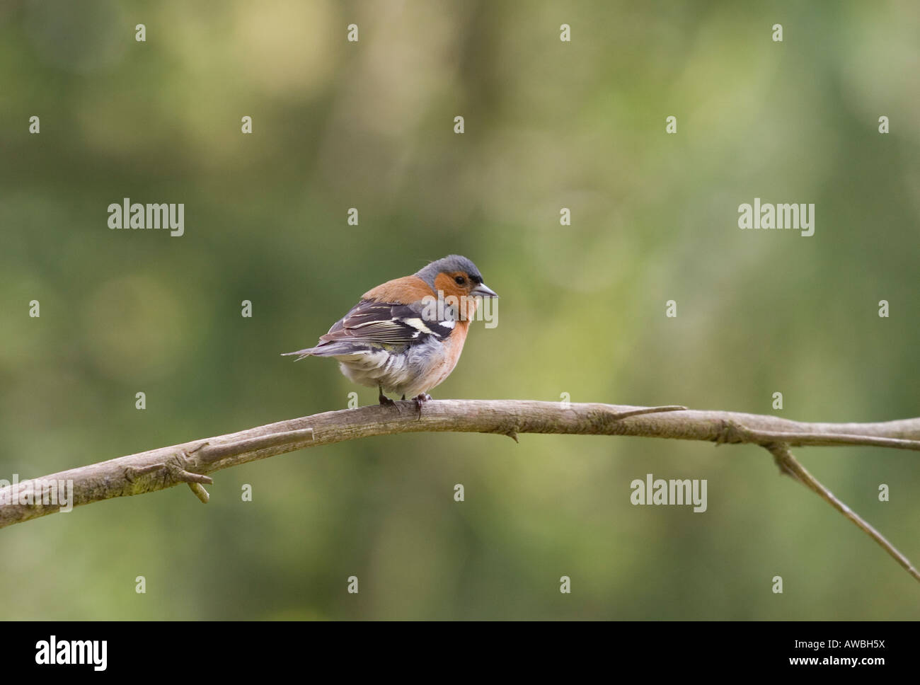 Common chaffinch on branch hi-res stock photography and images - Alamy