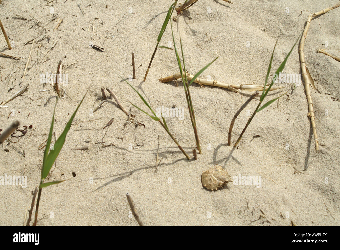 Sea shells patterns hi-res stock photography and images - Alamy