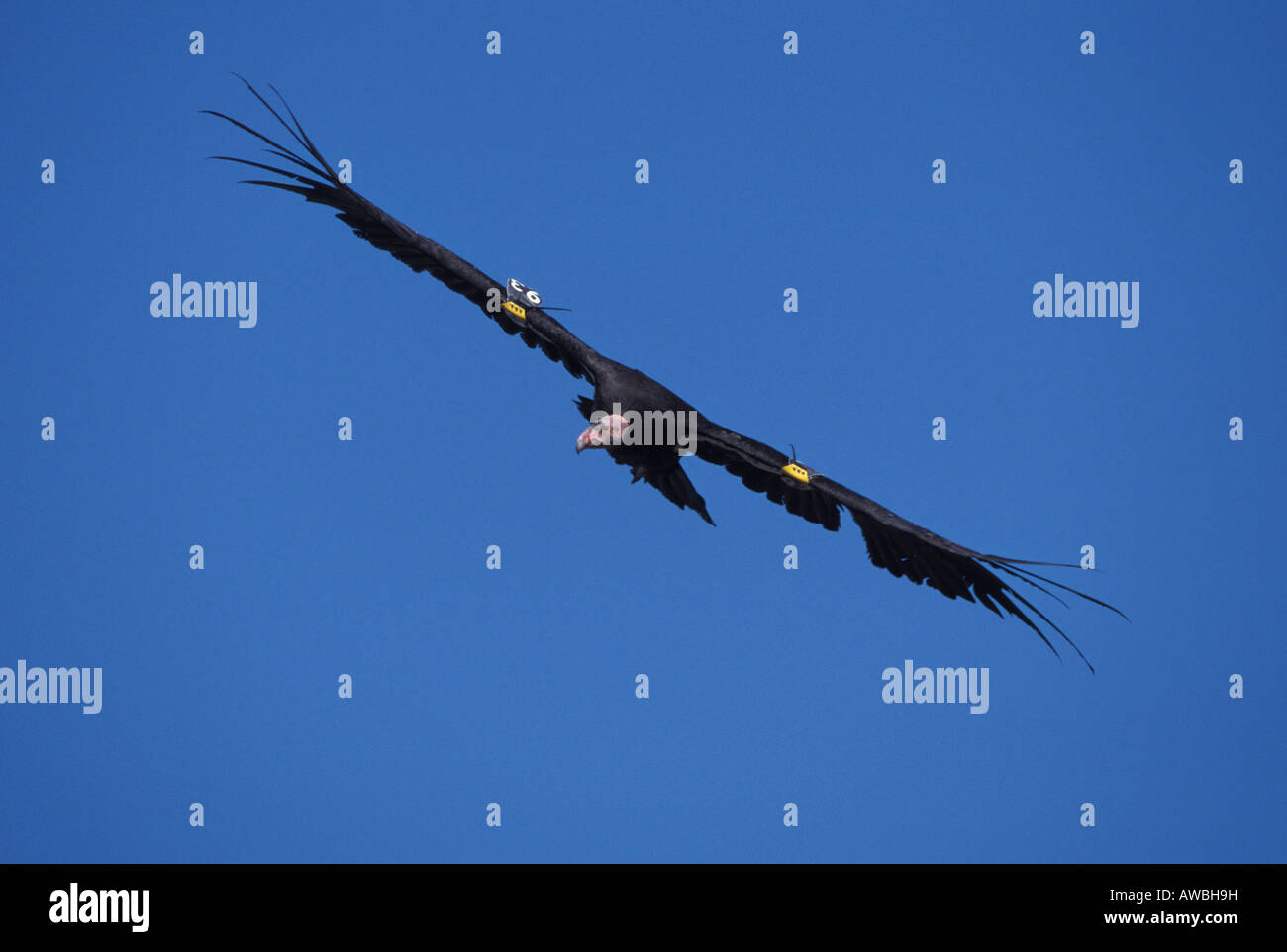 California condor flight hi-res stock photography and images - Alamy