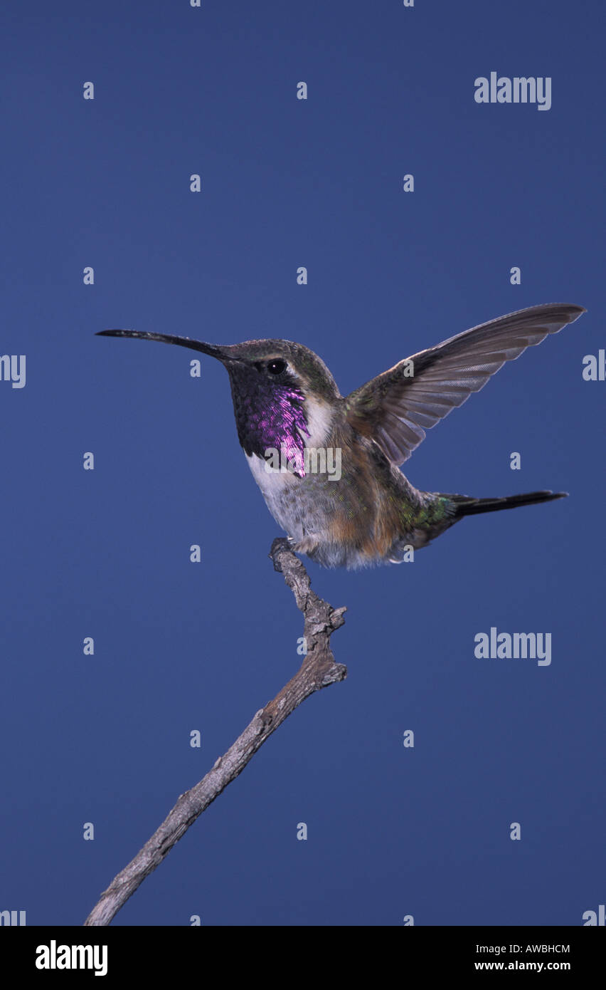 Lucifer Hummingbird male, Calothorax lucifer, taking flight from perch ...