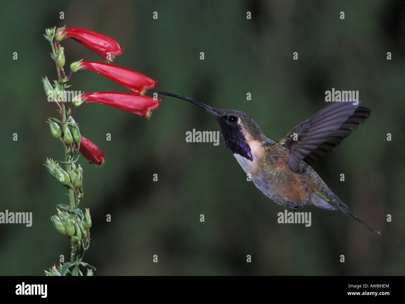 Lucifer Hummingbird Calothorax Lucifer High Resolution Stock ...