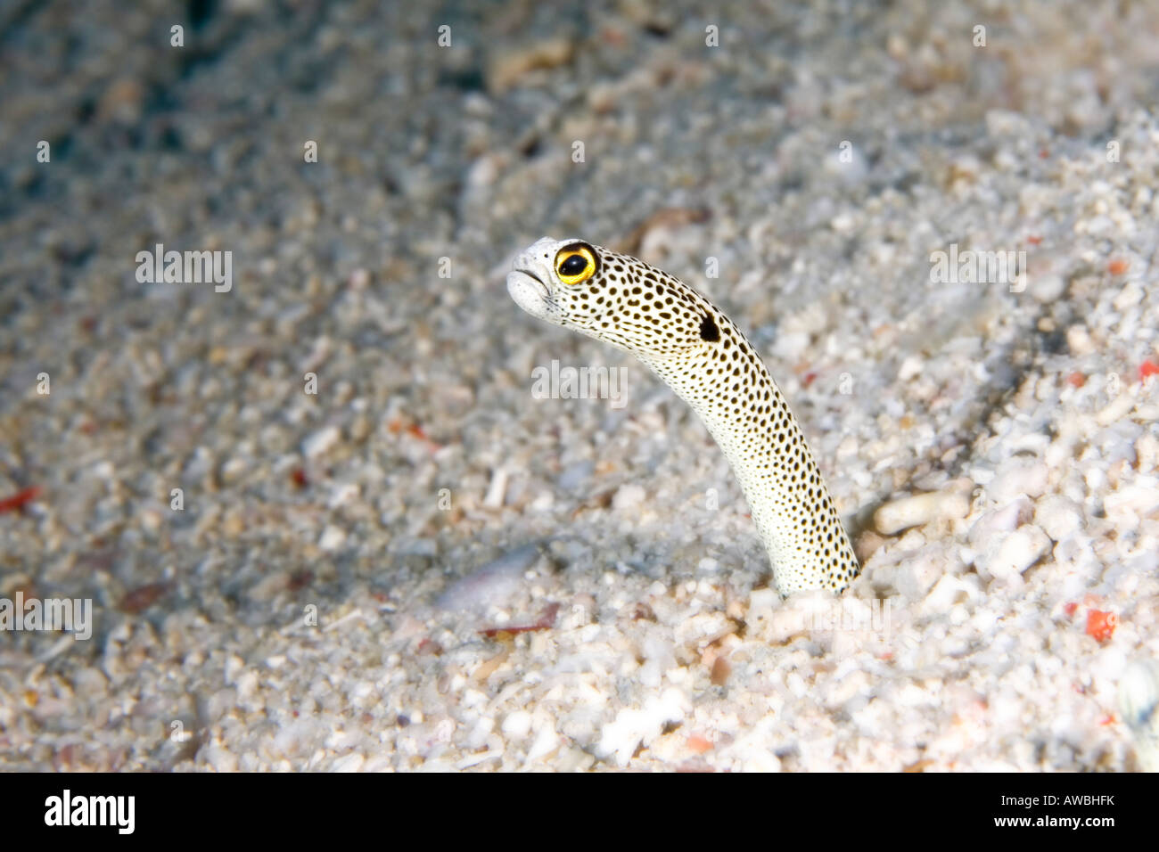 Spotted Garden Eel Heteroconger Hassi High Resolution Stock Photography ...