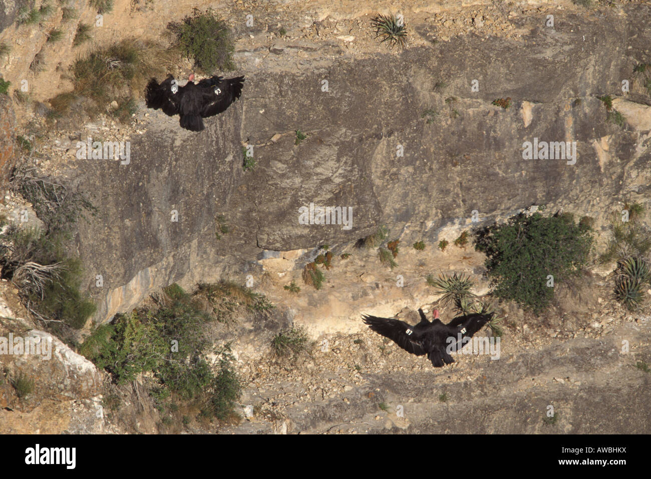 Sunning cliff endangered hi-res stock photography and images - Alamy