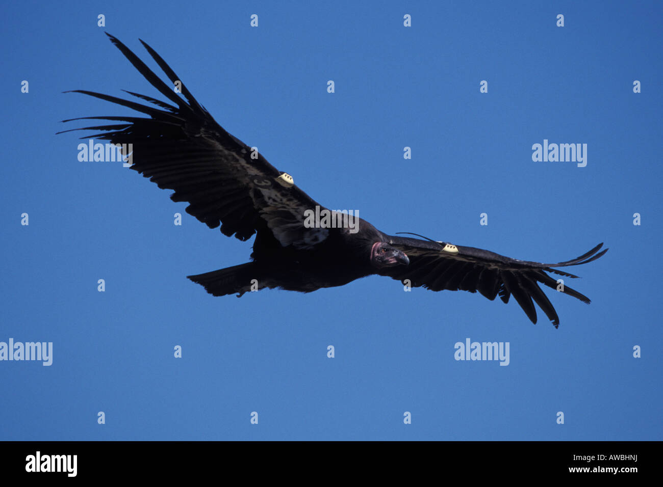 California condor flight hi-res stock photography and images - Alamy