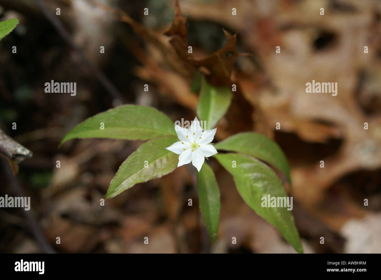 Seven pointed star hi-res stock photography and images - Alamy