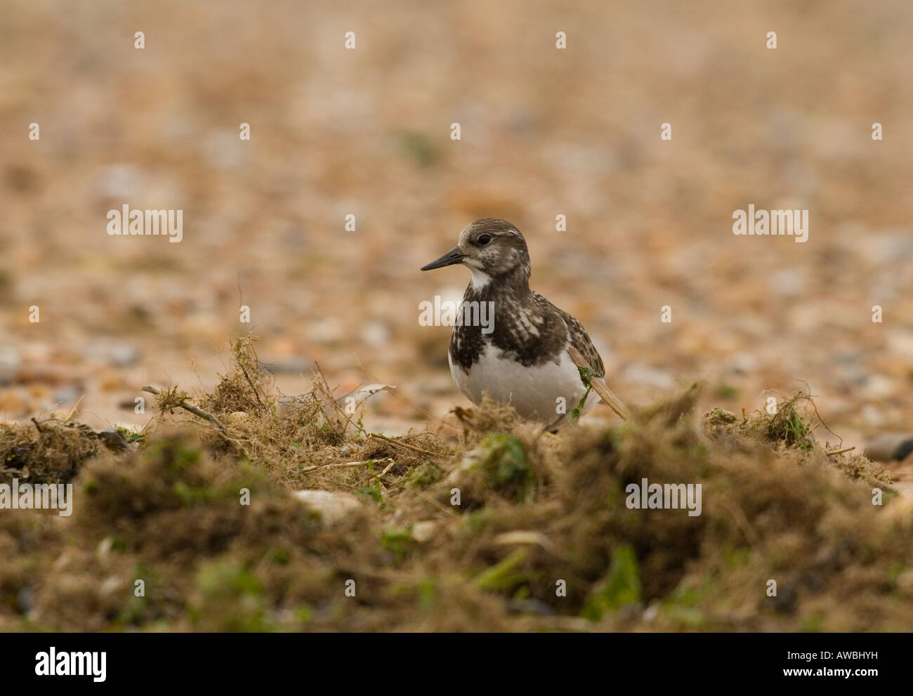Tide wrack hi-res stock photography and images - Alamy