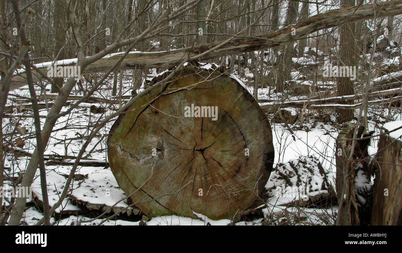 A huge tree trunk in winter log of wood tree a cut tree on the ground ...