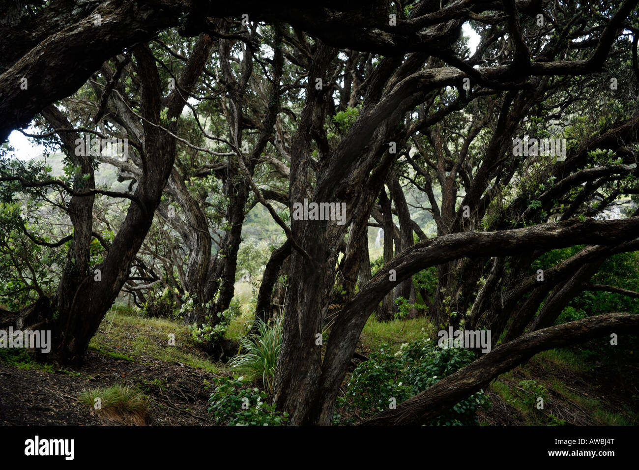 West coast wilderness trail new zealand hi-res stock photography and ...