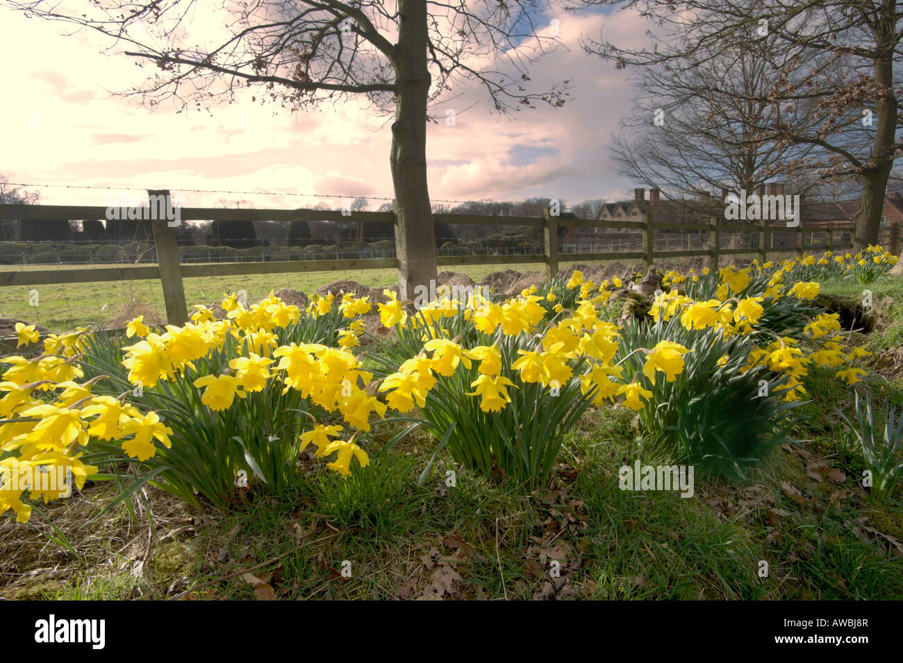 Yellow daffodil wild flowers growing wild in the countryside Stock ...