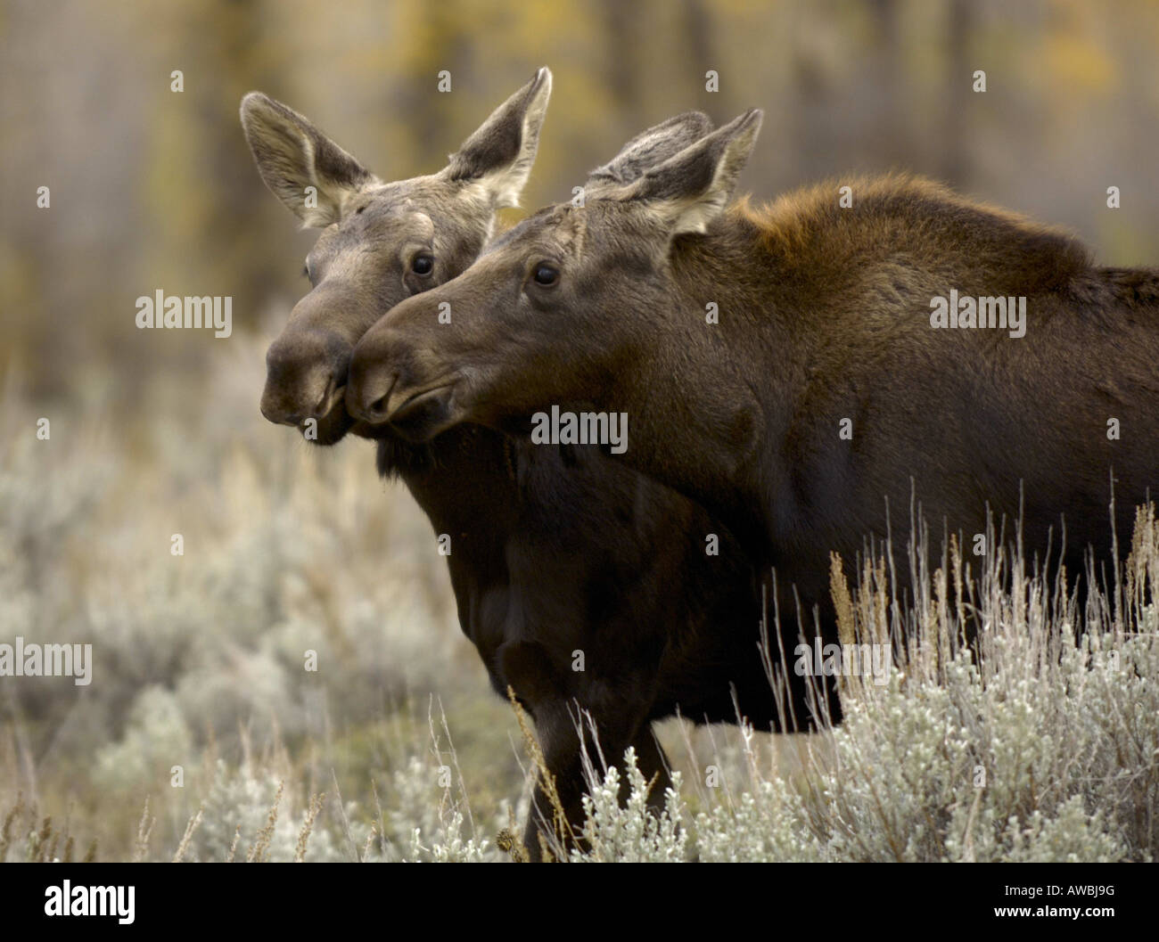 Two moose calves at Teton National Park Stock Photo - Alamy