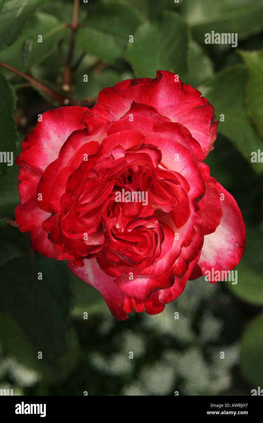Double delight roses hi-res stock photography and images - Alamy