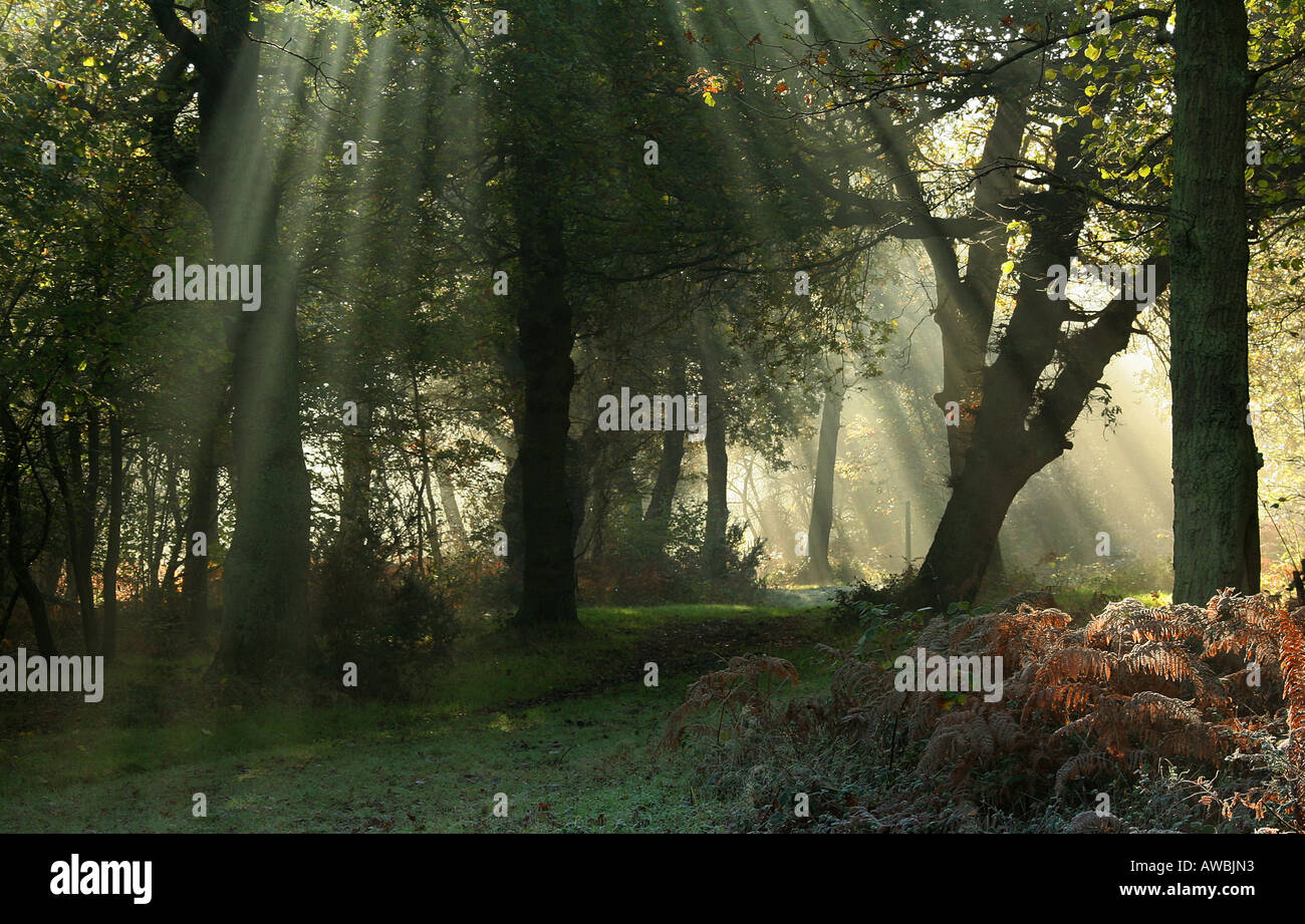 Sunrays through the Trees Stock Photo - Alamy