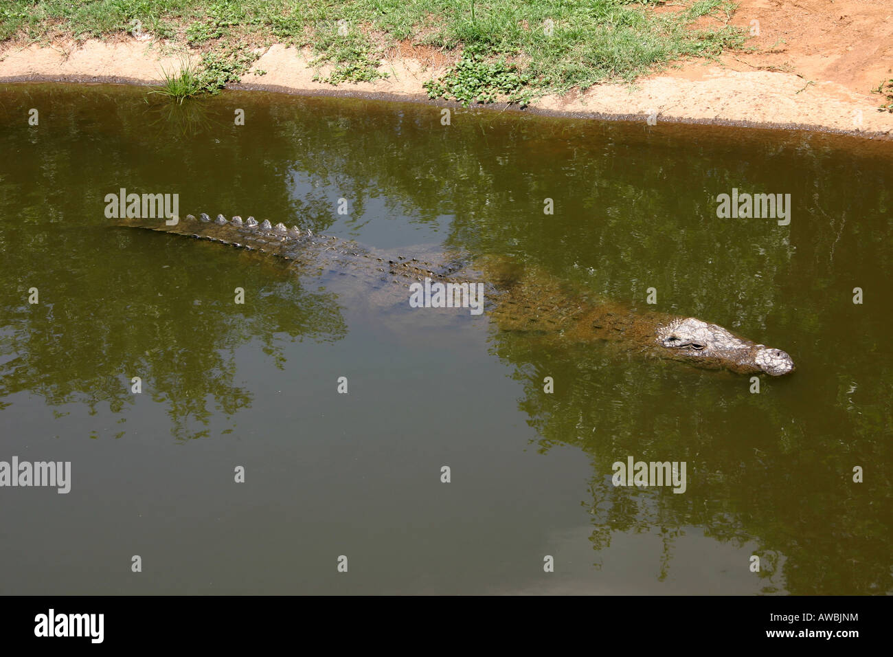 Very large Crocodile in the water Stock Photo - Alamy